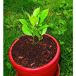 RETS Seeds:10PCS/Bag Edible Fruit Meyer Lemon, Exotic Bonsai Lemon Tree Fresh
