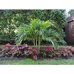 Caladium Red Flash,(10 Bulbs) Thrives in Heat and Humidity, Elephant Ears
