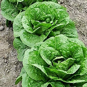 "Parris Island" Romaine Lettuce Seeds for Planting, 1000+ Heirloom Seeds Per Packet, (Isla's Garden Seeds), Non GMO, Botanical Name: Lactuca Sativa, Great Home Garden Gift
