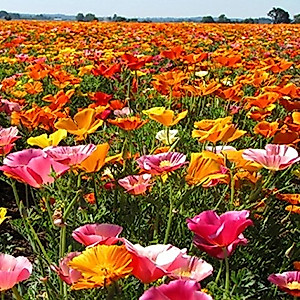 Non GMO Bulk California Poppy Seeds - Mission Bells Mix Eschscholzia californica 58,500 Seeds (1/4 Lb)