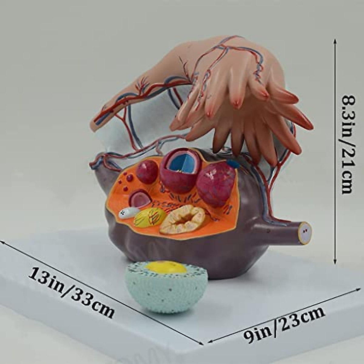 VNABO Removable Medical Model Female Reproductive System Anatomical Model Female Uterus and Ovary Structure Model Human Organ Model