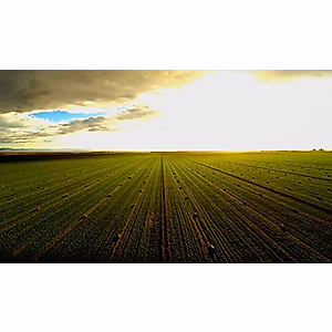 Organic Horse Feed, Oasis Organics Alfalfa Pellets 50lbs Non-GMO