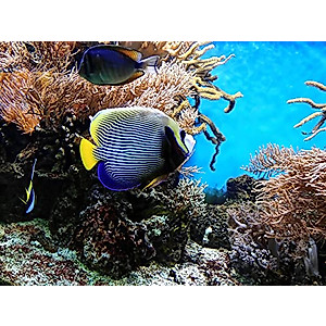 Rite-Size C Filter Penguin Replacement Cartridge 6-Pack Fits Power Filter 170, 200, 275, 330, 350 and 375 Bundled with PetWealth Aquarium Maintenance Chart