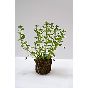 Bacopa Monnieri Moneywort Freshwater Live Aquarium Plants 8 Stems with Roots
