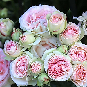 Heirloom Roses Eden Climber® Rose Plant - Climbing Pink Rose Bush, Own Root Rose Plants for Planting Outdoors