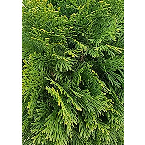 2.5 Qt - Emerald Green Arborvitae (Thuja Occidentalis), Large Evergreen Shrub/Tree