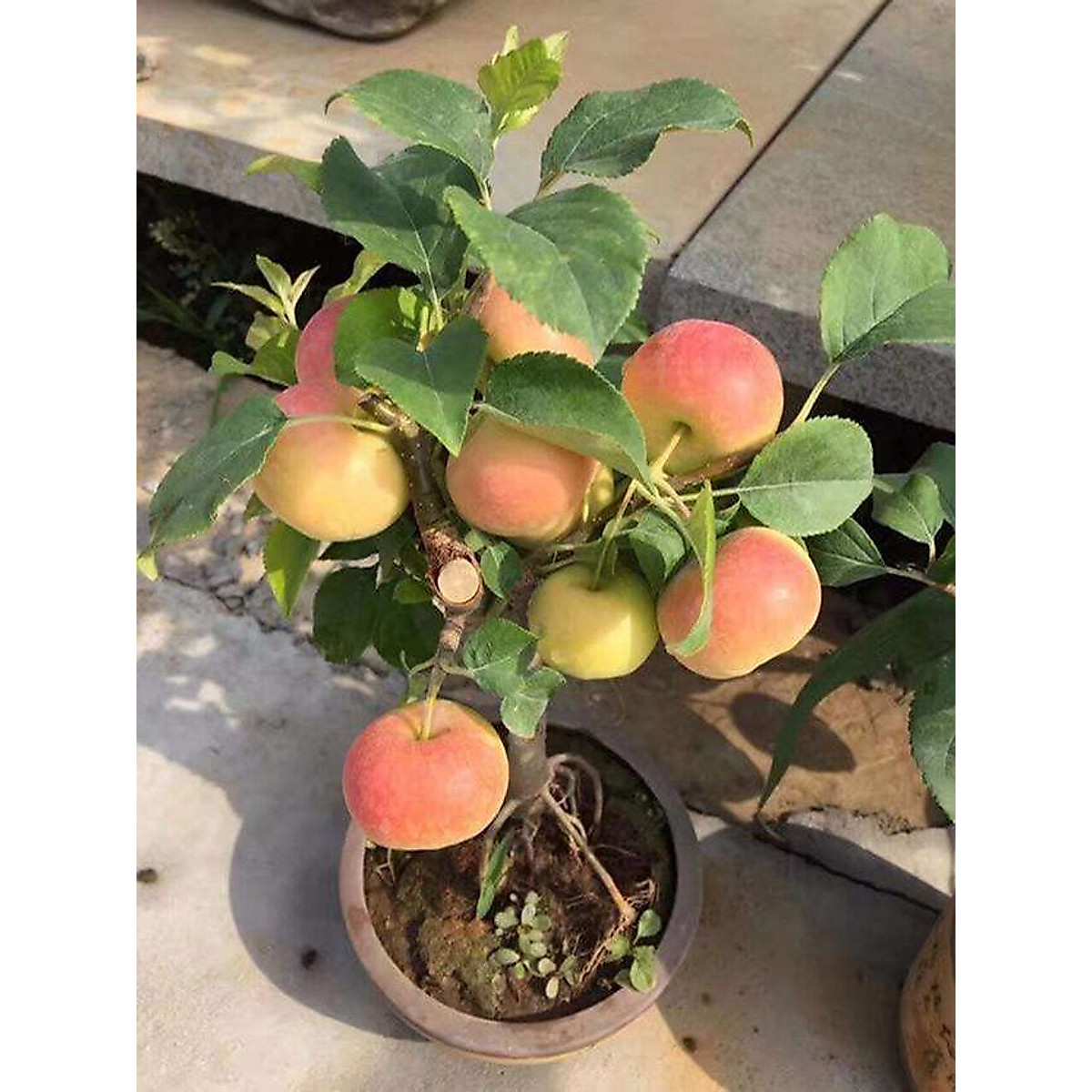 Dwarf Bonsai Apple Tree Seeds - 50 Seeds - Grow Exotic Indoor Fruit Bonsai