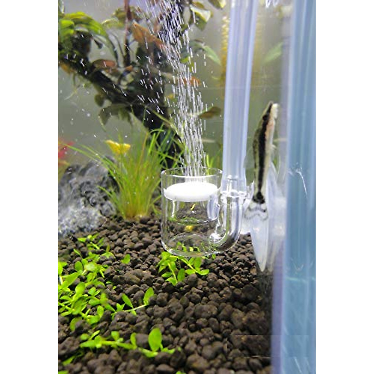 JARDLI Pollen Glass CO2 Diffuser for Aquarium Planted Tank (3/4" for Below 20 US gallons)