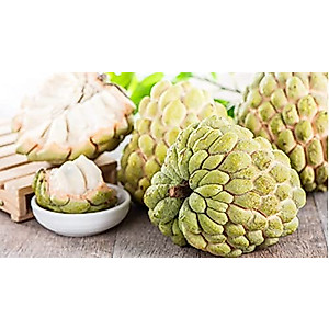 1 Sugar Apple Plant Live Tree 8 Inc Height for Planting Ornaments Perennial Garden Simple to Grow Pots