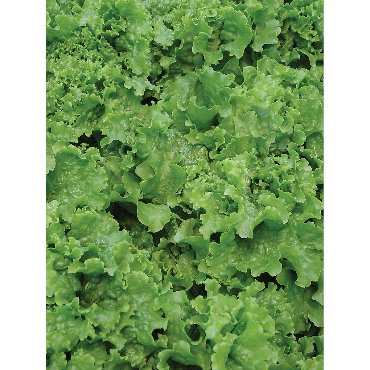 Burpee Green Ice Lettuce Seeds 1000 seeds
