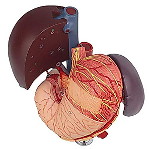 Educational Model, Assembly Educational Model Hepatopancreatic Duodenal Section Model Duodenal Anatomical Model Human Internal Organs Anatomical Model For Study Teaching Model For School,Education Te