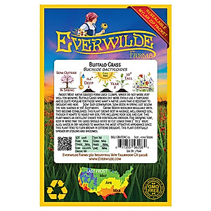 Everwilde Farms - 100 Buffalo Grass Native Grass Seeds - Gold Vault Jumbo Seed Packet