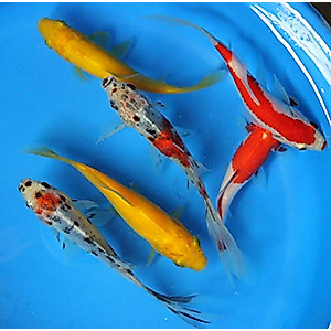 6 Pack of 4-5 inch Mixed Live sarasa, shubunkin, Apricot Comet Goldfish for Aquarium Fish Tank or koi Pond