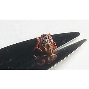 Pro-Tick Remedy 1 Pack Tick Removal Tool for Dogs Cats Horses Humans and Pets - Includes 5X Magnifier Tick ID Card and Tick Remover Pamphlet