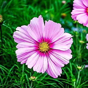 Cosmos Seeds - Gloria - 1 Pound - Pink Flower Seeds, Open Pollinated Seed Attracts Bees, Attracts Butterflies, Attracts Hummingbirds, Attracts Pollinators, Easy to Grow & Maintain, Extended Bloom