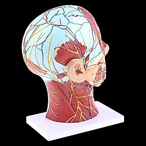 Human Anatomical Half Head Face Anatomy Medical Brain Neck Median Section