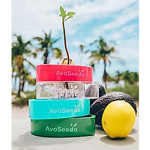 AvoSeedo Avocado Tree Growing Kit with Pot, Green & White, Practical Gifts for Women, Mom, Sister, Best Friend & Kids, Plant Indoors with Novelty Pit Grower Boat & Kitchen Garden Seed Starter