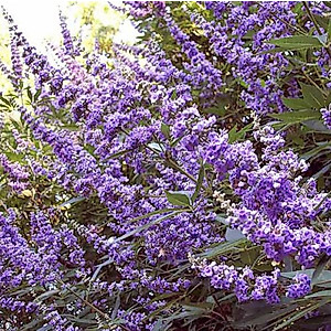 CHUXAY GARDEN 25 Seeds Vitex Agnus-castus 'Shoal Creek' Seeds,Chaste Tree,Monk's Pepper Tree,Chasteberry Hardy Deciduous Vase-Shaped Shrub Showy Accent Decorative Garden