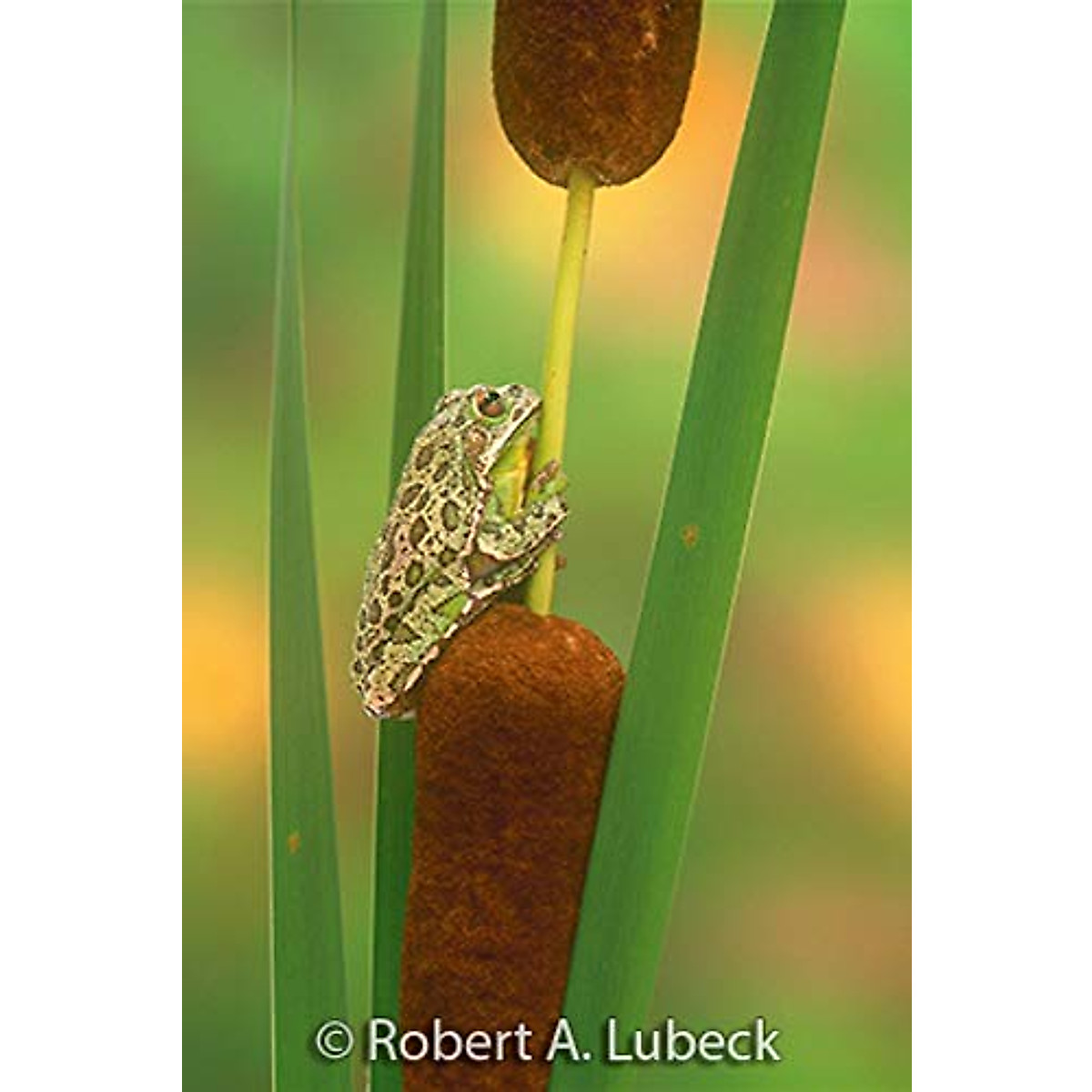 Sierra Club Engagement Calendar 2021