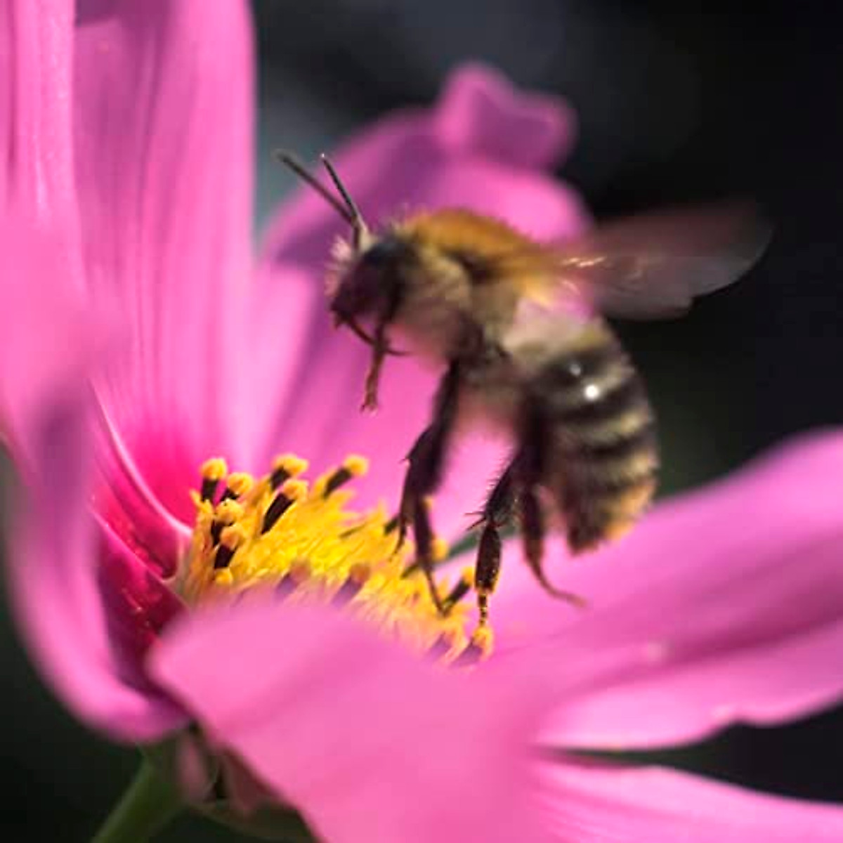 Pon Lee Brazil Green Bee Propolis Liquid Extract No Alcohol 30ML 1 Pack