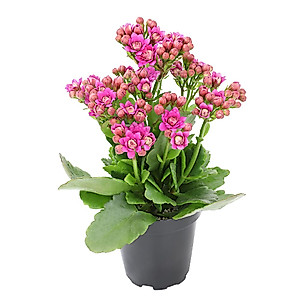 Kalanchoe Live Succulents Plants Live Flowers (3 Pack), Kalanchoe Plant Live Succulent Plants, Kalanchoe Plants Live Indoor Plants Live Houseplants, Fresh Flowers for Delivery Prime by Plants for Pets