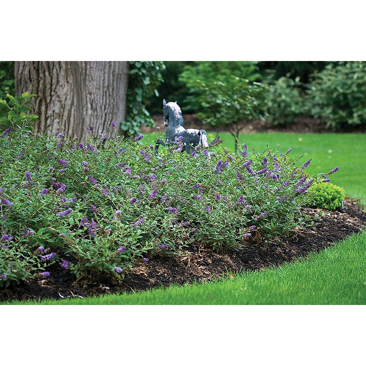Buddleia Nanho Blue - 3 Live Plants - Blooming Butterfly Bush