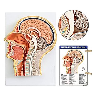 Evotech Scientific Human Relief Median Section Head Model, Head and Brain Model, Medical Head Brain Neck Median Section Study Model, Natural Size, Oral and Nasal, Larynx & Pharynx Model