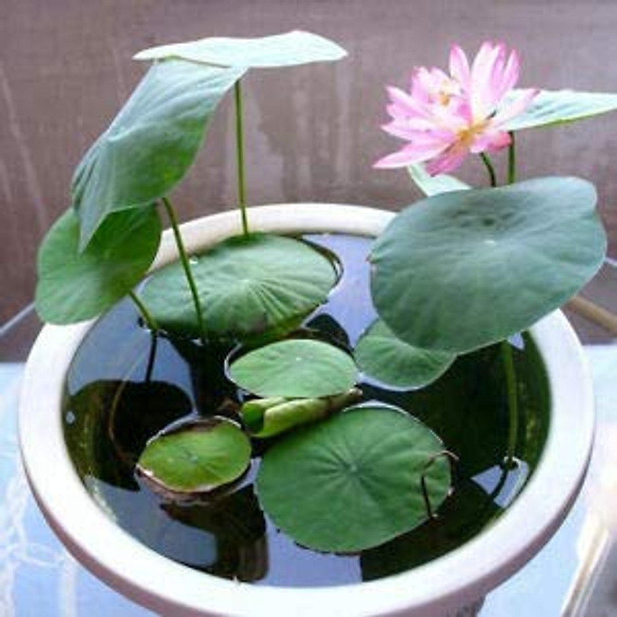 Water Lilly Seeds for Planting | 10 Lotus Seeds | Beautiful Flowering Aquatic Bonsai Plant Seeds | Made in USA, Ships from Iowa