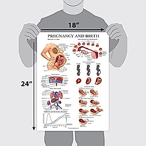 Palace Learning Pregnancy and Birth Anatomy Poster - Anatomical Chart of Pregnant Female - 18" x 24" - Laminated