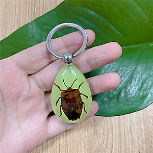 QTMY 6 Pack Insect in Resin Specimen Collection Luminous Glow in The Dark Keychain Keyring ,Halloween Christmas Science Classroon Decor Kits Set Education