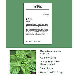 Burpee Sweet 500 Non-GMO Seeds for Planting | Grow Fresh Herb in Home Garden | Classic Basil Variety for Italian Cooking