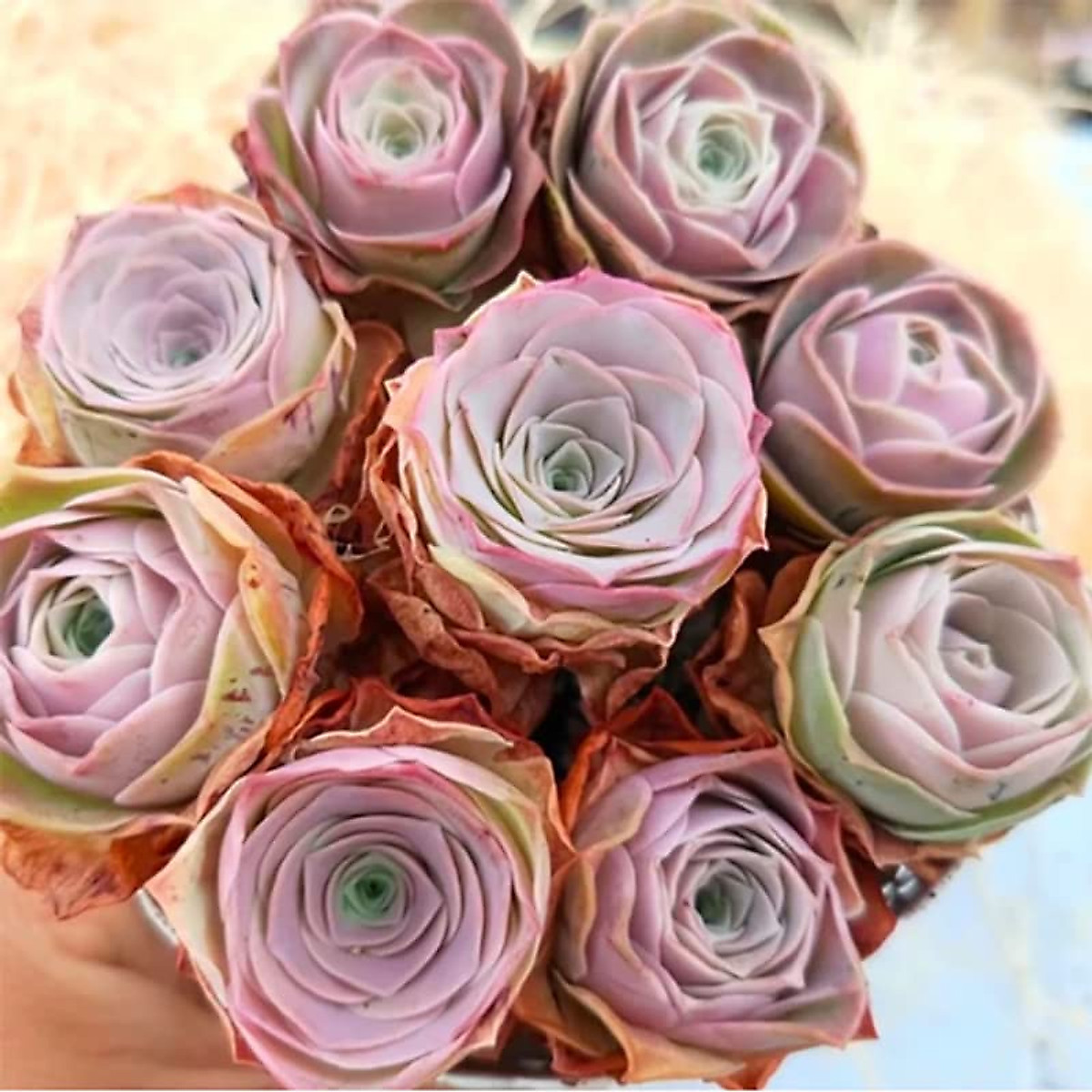 Pink Mountain Rose Rare Succulent Rose Bareroot Perennial Garden Simple to Grow Pots Gifts