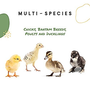 Manna Pro Chick Grit | Digestive Supplement for Young Poultry and Bantam Breed | Probiotics to Support Digestion | No Artificial Ingredients or Preservatives | Insoluble Crushed Granite | 5 Pounds