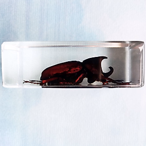 Real Japanese Rhinoceros Beetle Insect Specimens in Resin Paperweight Crafts, Animal Taxidermy Collection for Science Education & Desk Ornament (Japanese Rhinoceros Beetle)