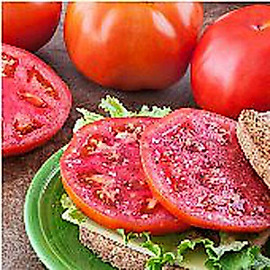 Amelia Tomato Seeds (20+ Seeds) | Non GMO | Vegetable Fruit Herb Flower Seeds for Planting | Home Garden Greenhouse Pack