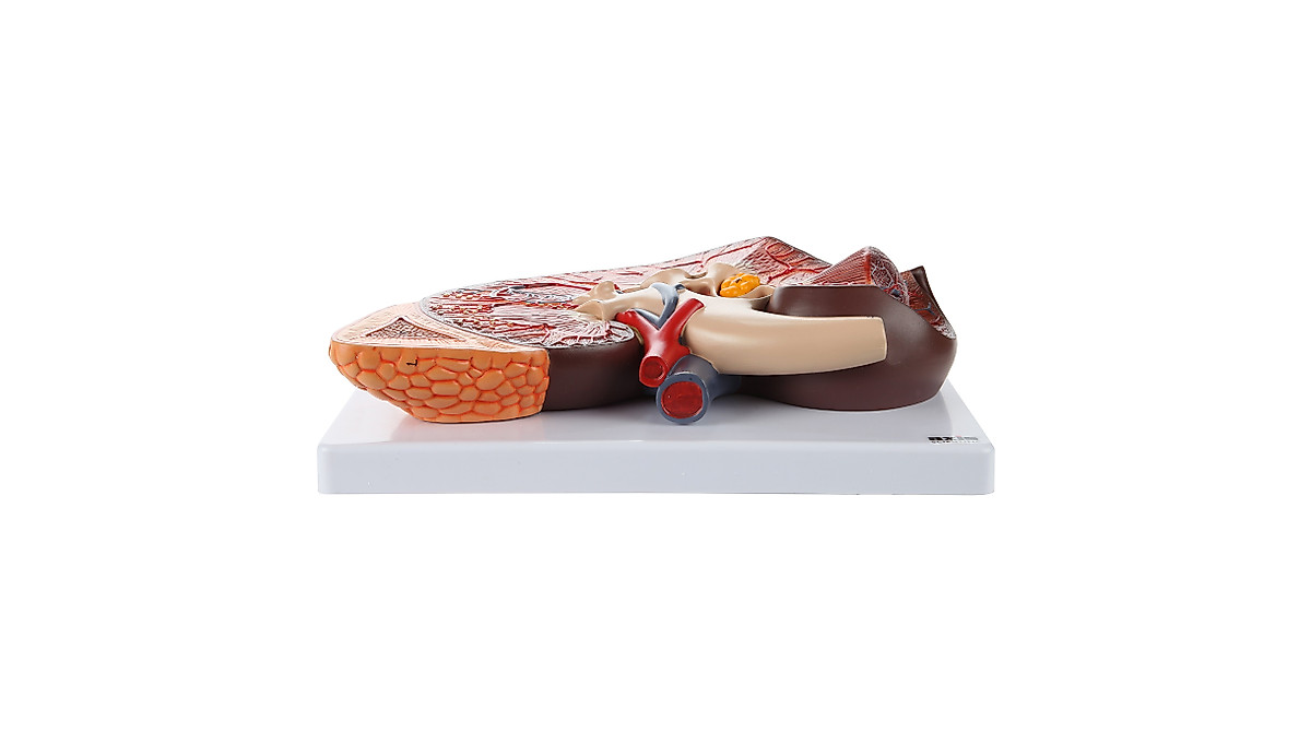 3x Life-Size Human Kidney Model with Anatomy & Manual | Axis Scientific