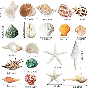 JQAQJU Sea Shells Mixed Beach Seashells 20 Kinds, 1.5"-5.5" Various Sizes Large Ocean Shells Conch 2 Kinds Natural Starfish for Decorating Beach Theme Party Fish Tank Filling Home Decor Wedding