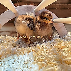 Backyard Barnyard Chick Perch (4 Pack) Made in USA!!! Strong Jungle Gym Natural Wood Roosting Bar Chicken Toys for Brooder and Coop Baby Birds El Pollitos La Pollita Pollos Gallinas Polluelos