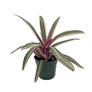 Tricolor Moses in the Cradle Plant - Rhoeo - Great House Plant - 4.5" Pot