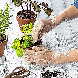 Comfy Package 500 Count Disposable Sterile Poly Plastic Gloves for Cooking, Food Prep and Food Service | Latex & Powder Free - One Size Fits Most