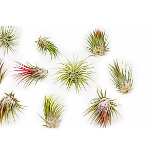 50 Pack Large Air Plants Tillandsia Ionantha Guatemala - Live Succulent House Plants - Available in Wholesale and Bulk - Home and Garden Decor - Easy Care Indoor and Outdoor Plants