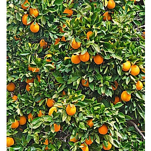 LOUISECON Seedless Citrus Orange Tree Seeds Delicious Navel Oranges 1-2 ft Indoor/Outdoor Fruit Tree Tasty and 30 Seedless