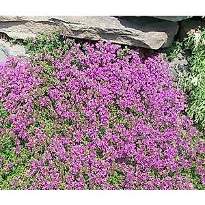 Thyme Creeping Thyme Bulk 15,000 Seeds Great Garden Herb by Seed Kingdom