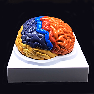 Human Brain Model,Color-Coded Partitioned Brain，2 Parts, Anatomically Accurate Brain Model Life Size Human Brain Anatomy for Science Classroom Study Display Teaching Medical Model