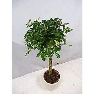 Umbrella Tree - 'Gold Capella' Live Braided Schefflera Arboricola - Florist Quality - Beautiful Indoor Tree - 3 Feet Tall