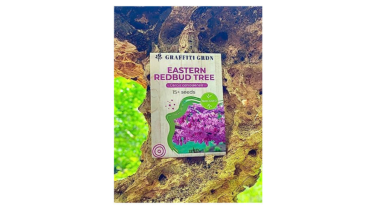 Eastern Redbud Tree Seeds - Grow Beautiful Bonsai