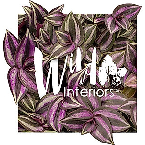 Wild Interiors Pink Princess Philodendron in Matte Pink Ceramic Pottery, Rare Plant, Live Indoor Plant, Variegated Leaves, Fully Rooted, Pink Home Décor, 5" Diameter, 8-14" Tall