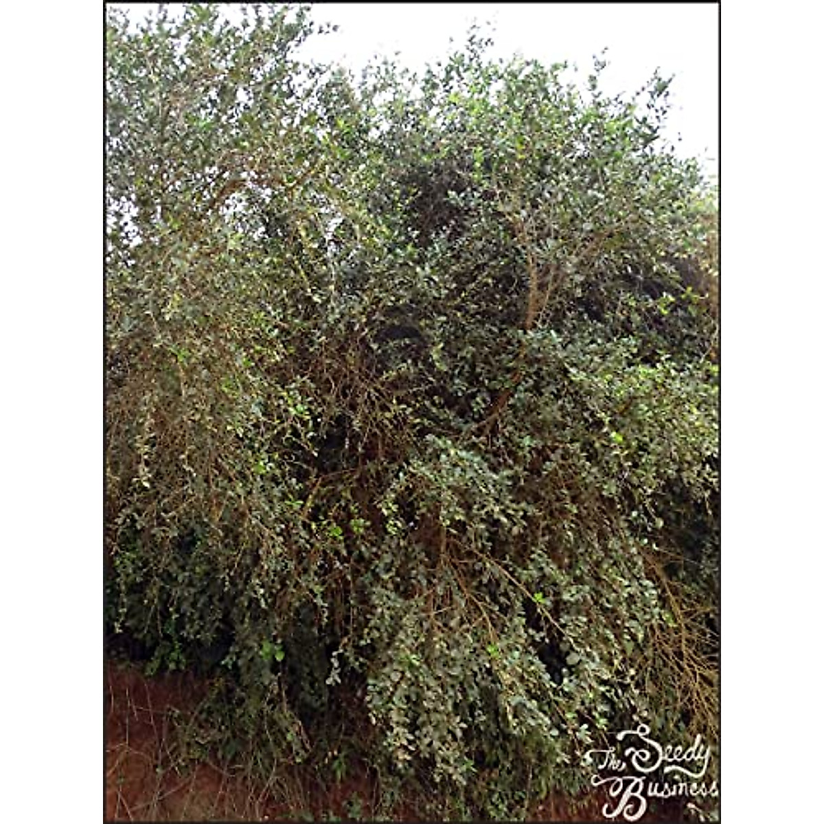 Dovyalis caffra (Kei Apple Tree) - 25 Seeds
