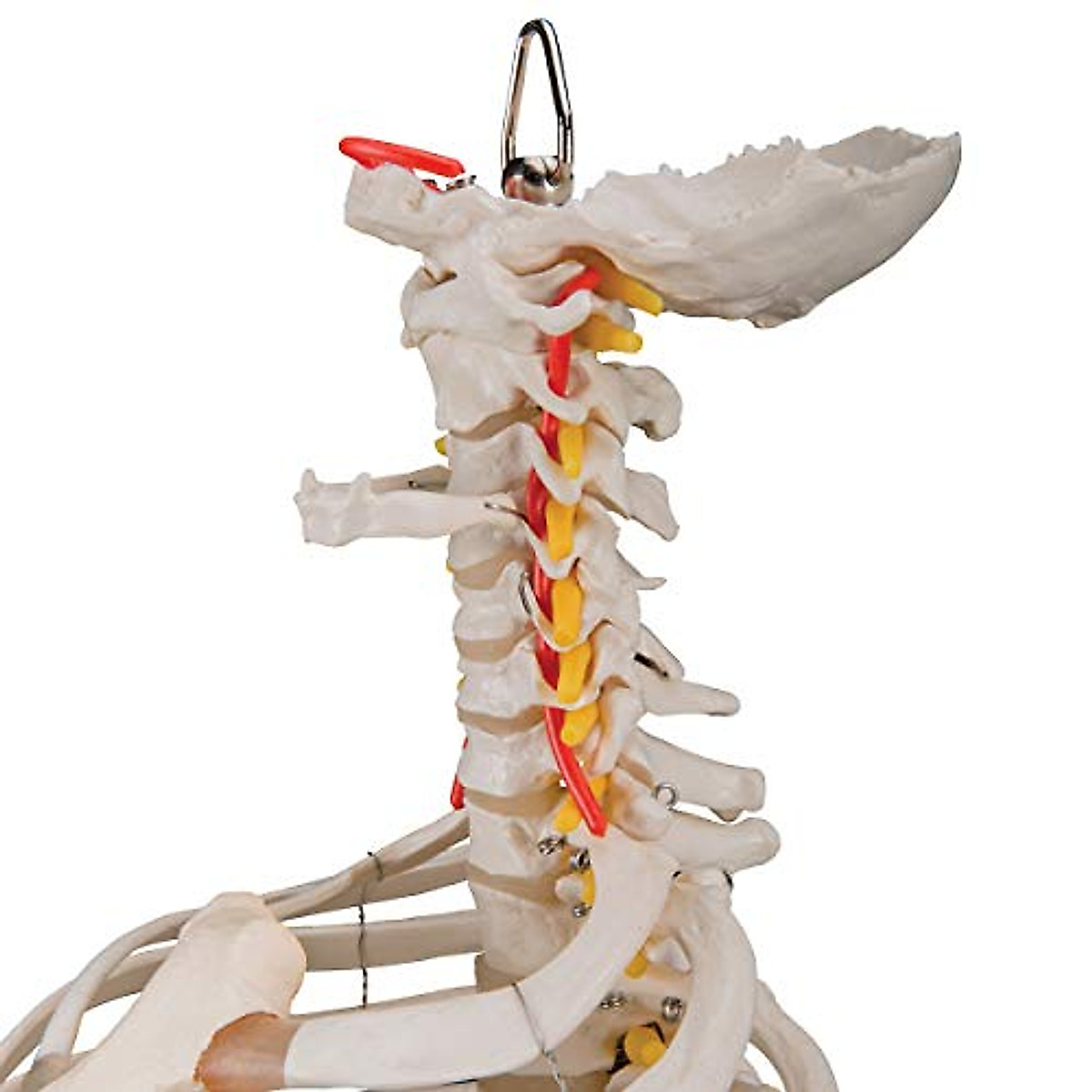 3B Scientific A56/2 Classic Flexible Spine w/ Ribs and Femur Heads - 3B Smart Anatomy