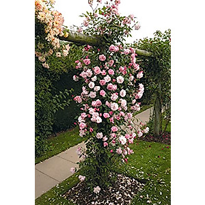 20 Pink Climbing Rose Seeds for Planting Roses Flowers Seed Spring